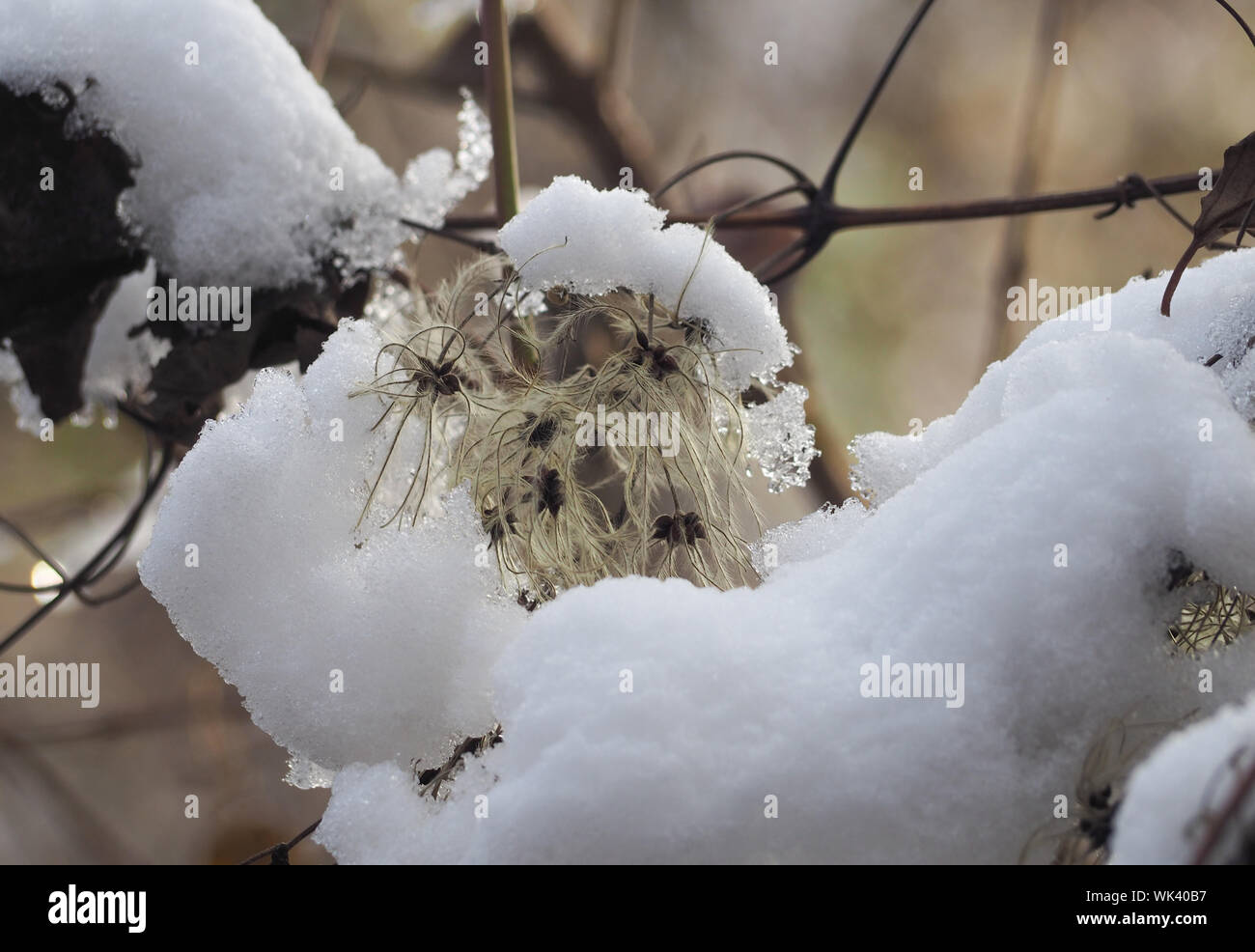 Clematis in winter with snow Stock Photo - Alamy