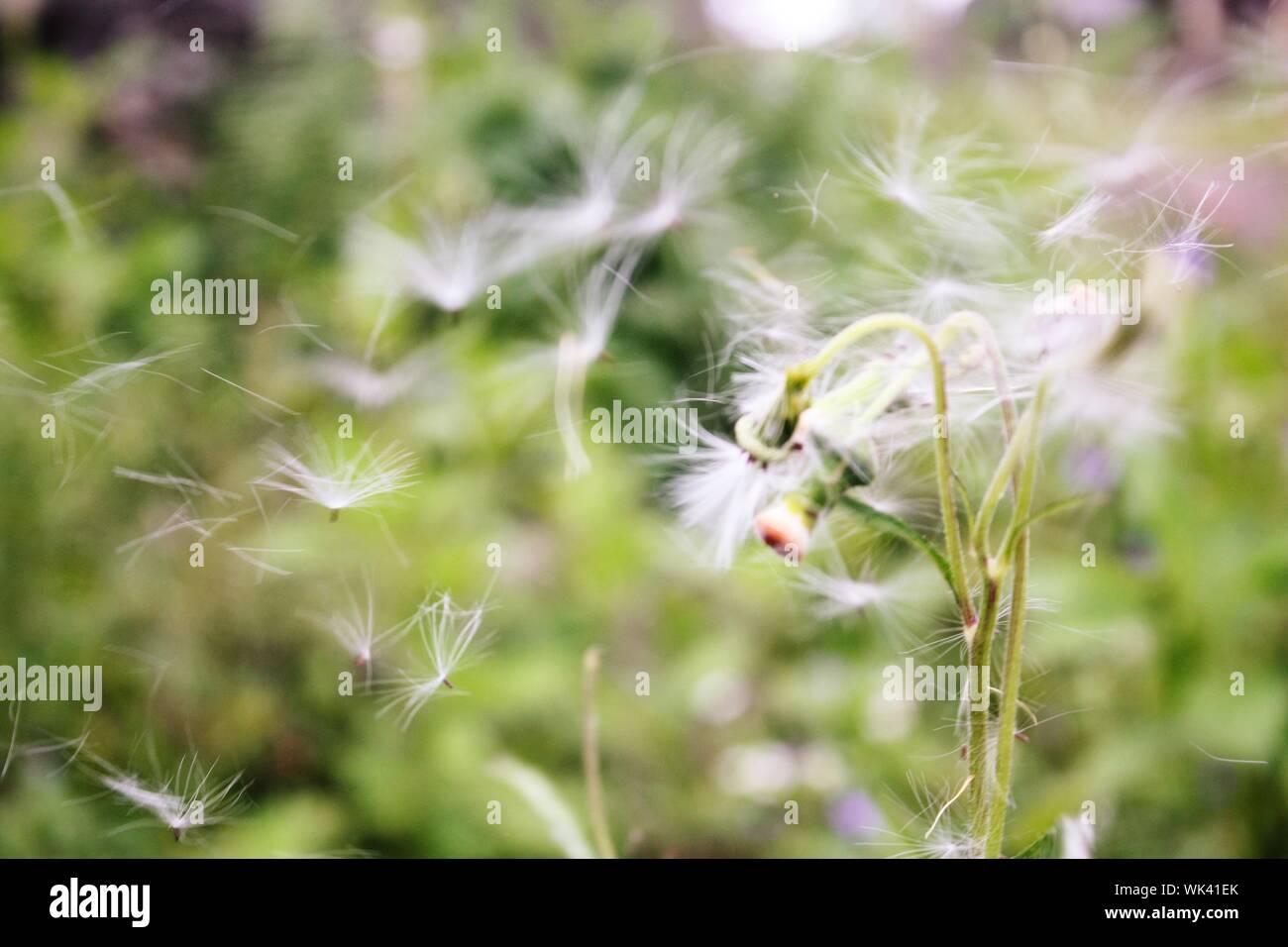 White flying seeds hi-res stock photography and images - Alamy