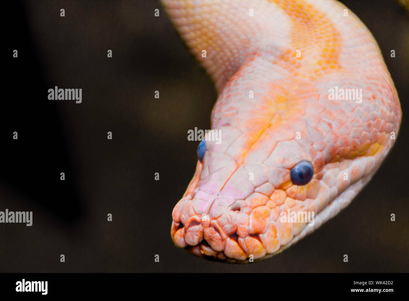 Burmese python close up hi-res stock photography and images - Alamy