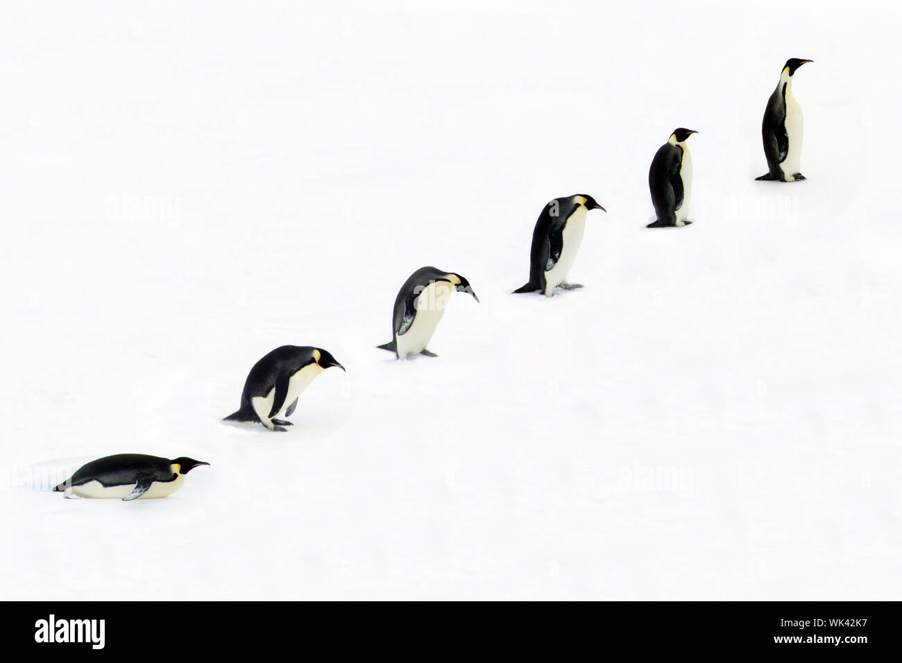 Evolutionary steps of the emperor penguin Stock Photo - Alamy