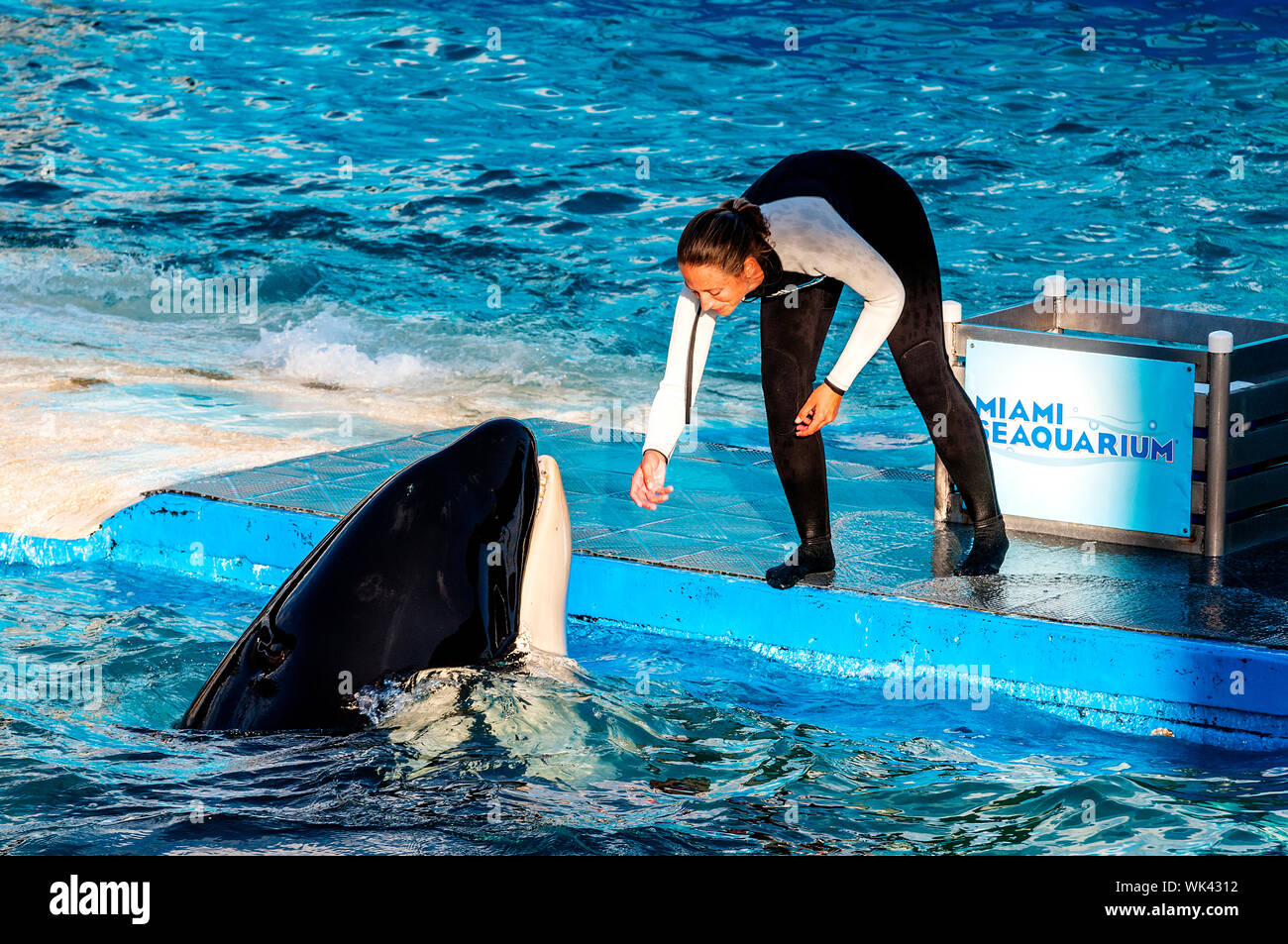 MIAMI,US - JANUARY 24,2014: Lolita,the killer whale at the Miami ...