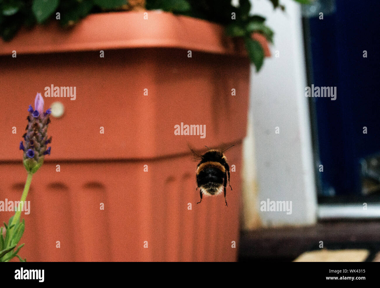 Bumblebee close up flying hi-res stock photography and images - Alamy