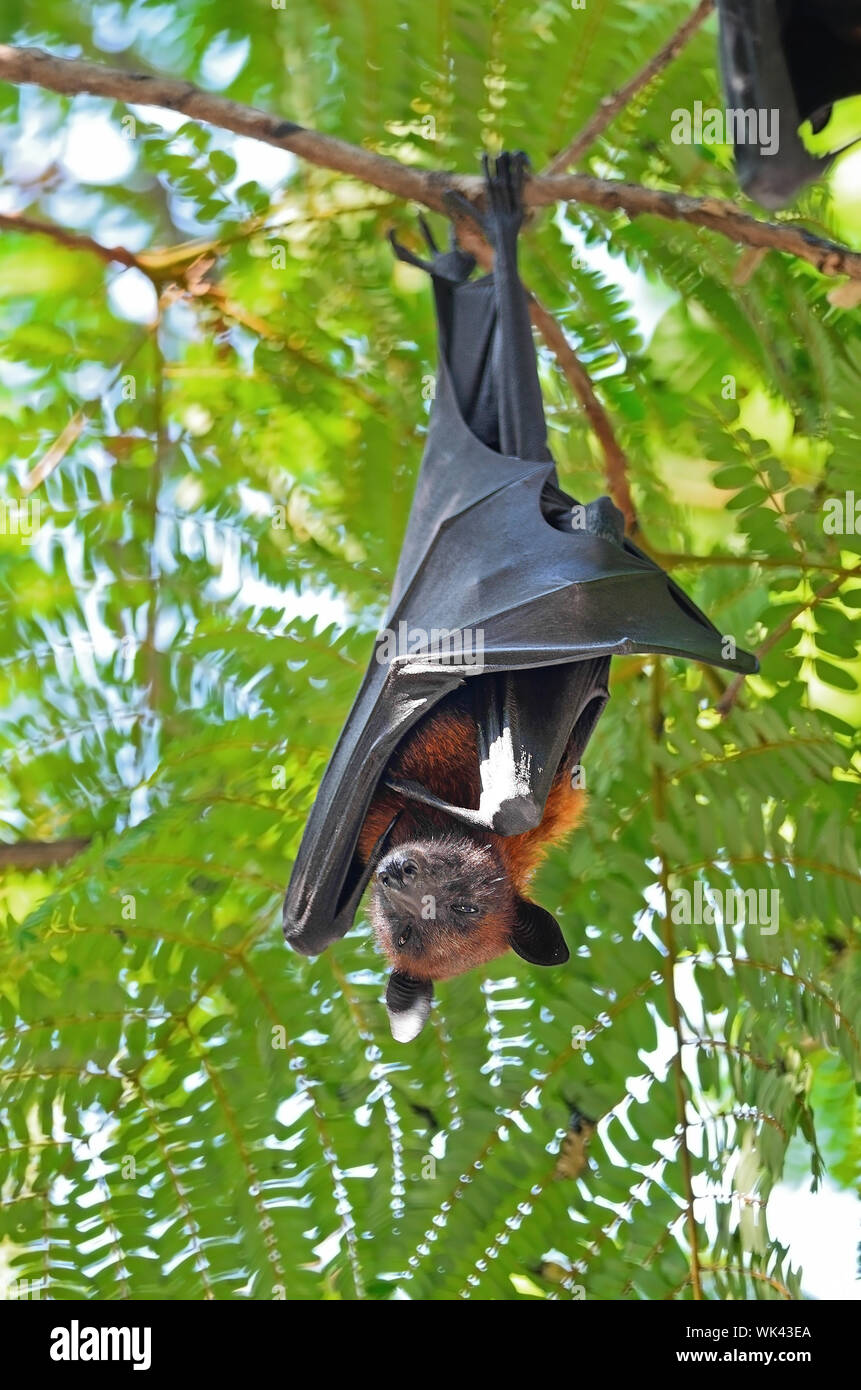 Large Bat, Hanging Flying Fox (Pteropus vampyrus) in nature background ...