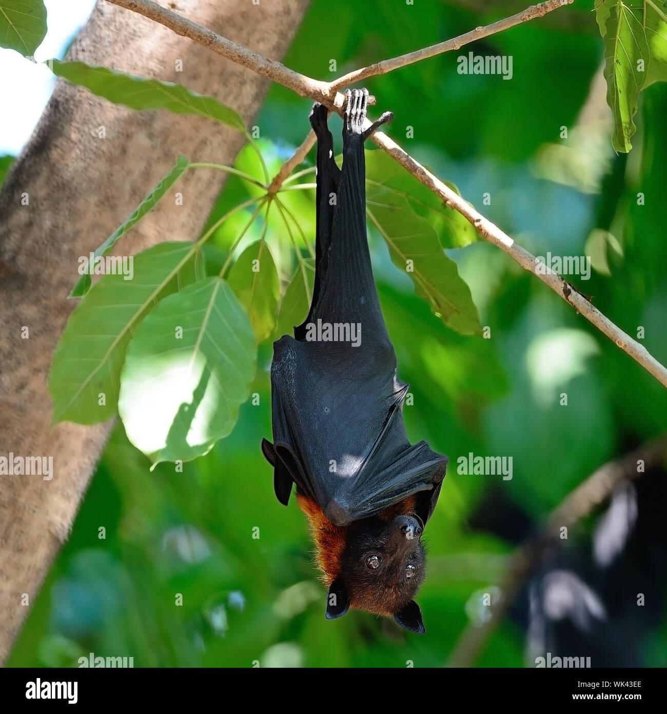Large Bat, Hanging Flying Fox (Pteropus vampyrus) in nature background ...