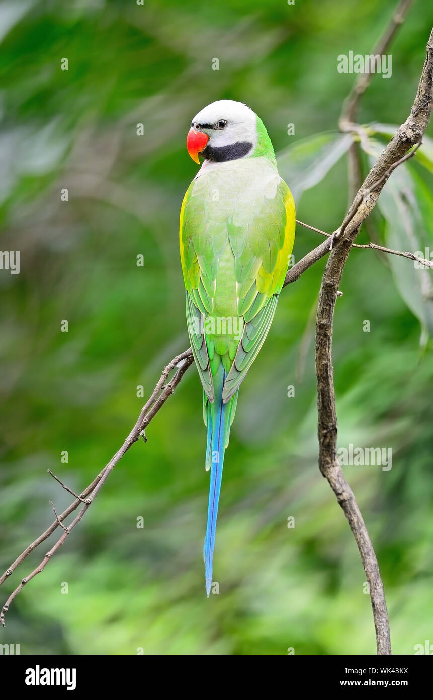 Beautiful Parakeet bird, male Red-breasted Parakeet (Psittacula ...