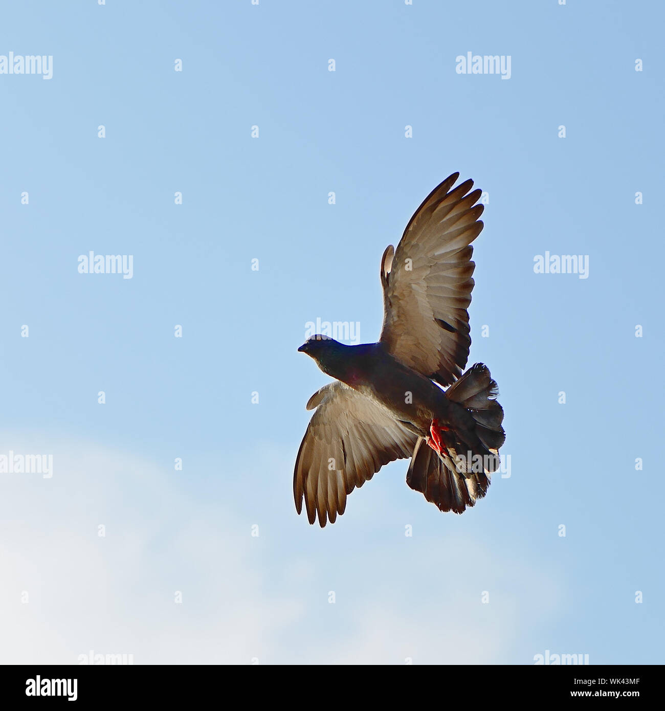 Rock Dove or Rock Pigeon (Columba livia) with wings raised in flight on ...