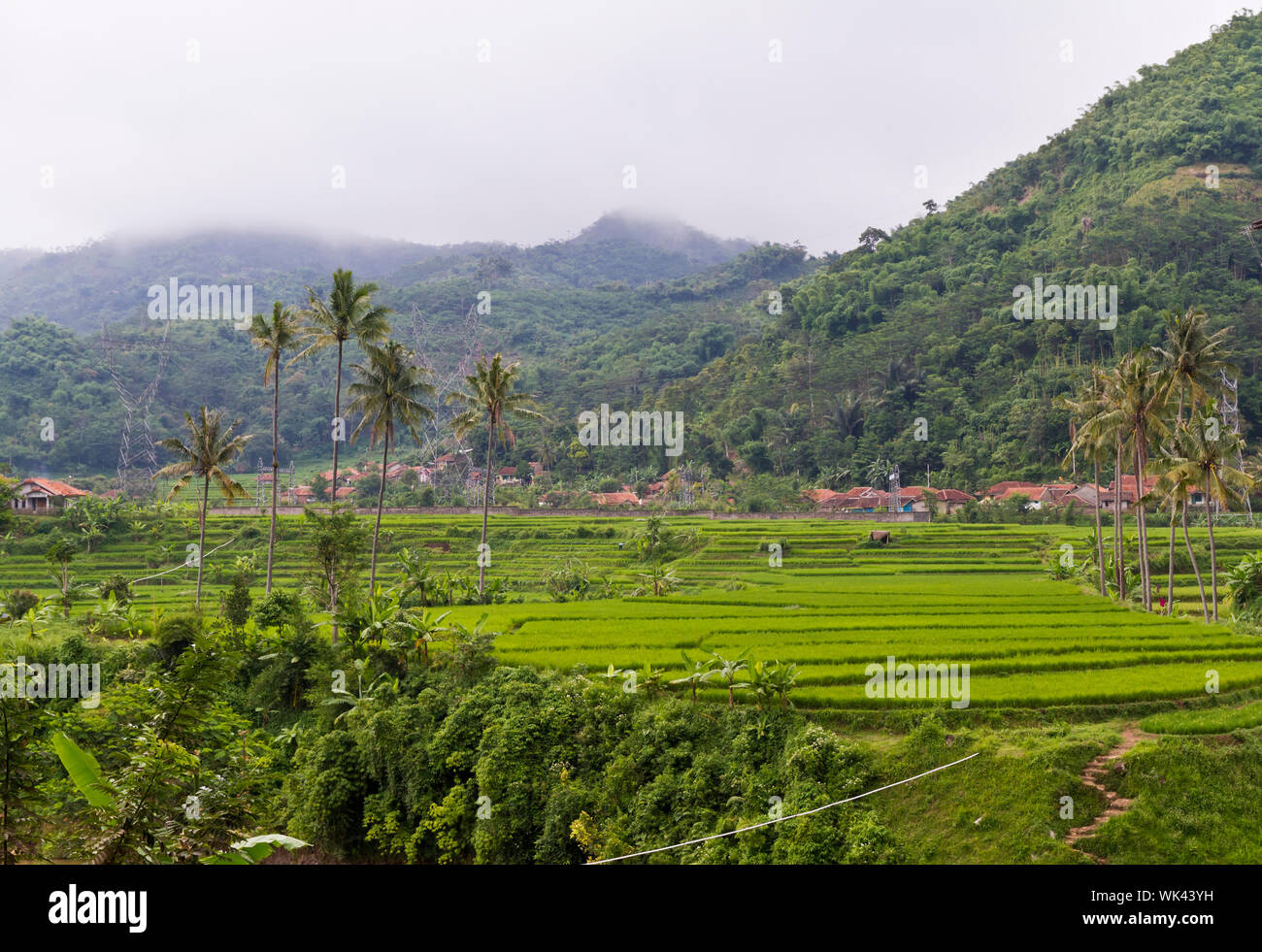 view of paddy field terrace by the mountain side in Bandung, West Jawa ...