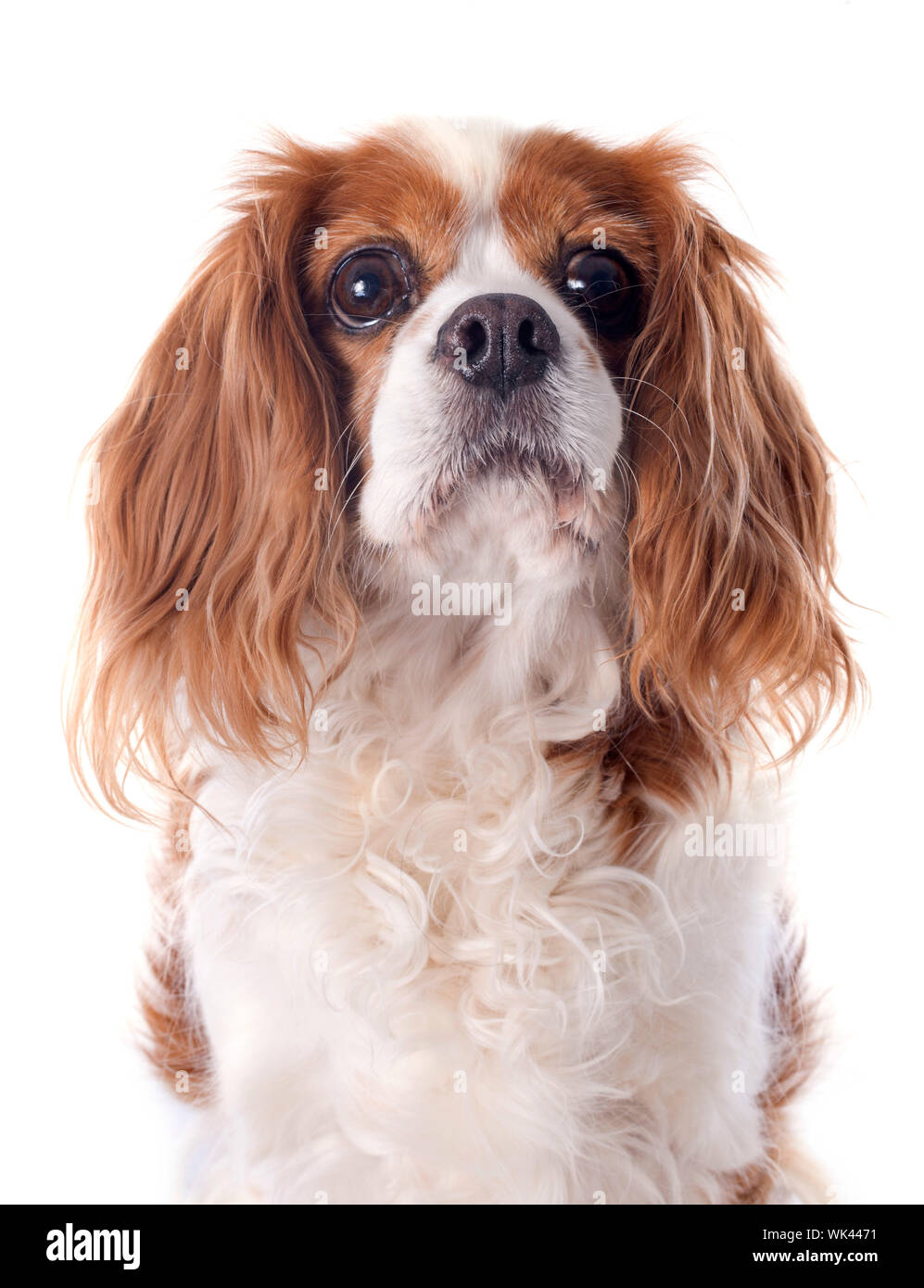 cavalier king charles in front of white background Stock Photo - Alamy