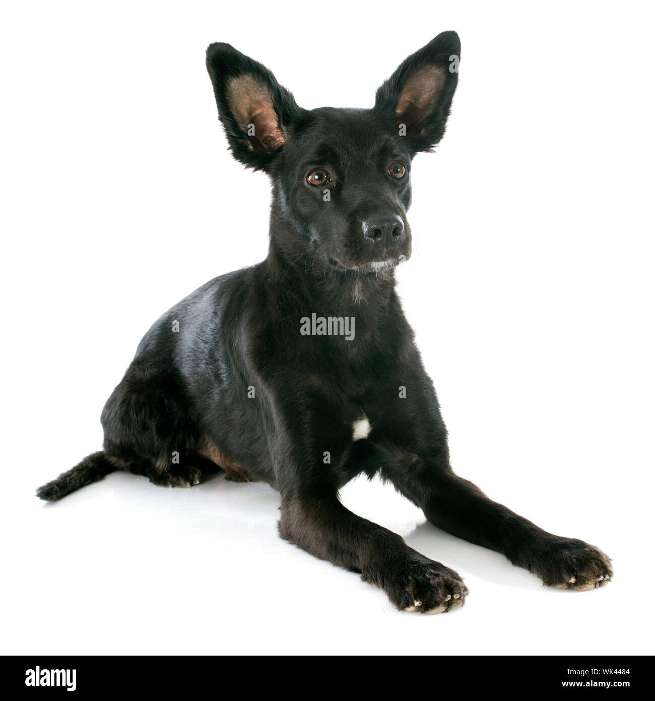 peruvian dog in front of white background Stock Photo - Alamy
