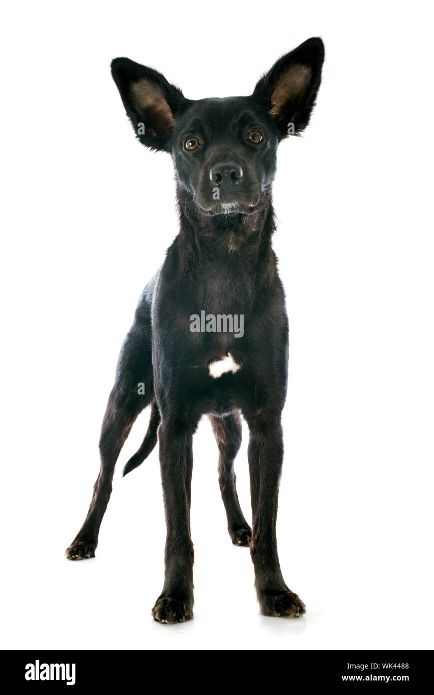 peruvian dog in front of white background Stock Photo - Alamy