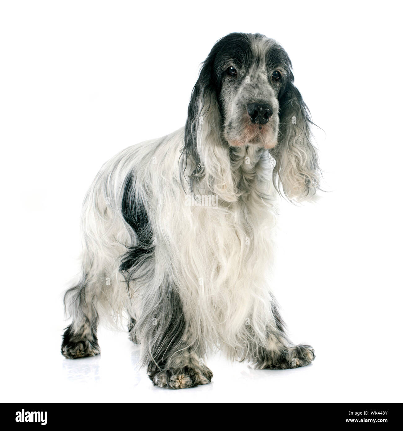 cocker spaniel in front of white background Stock Photo - Alamy