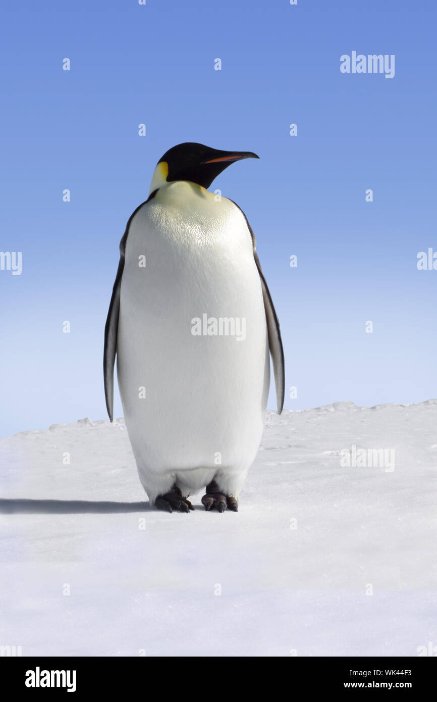 Single emperor penguin in Antarctica Stock Photo - Alamy