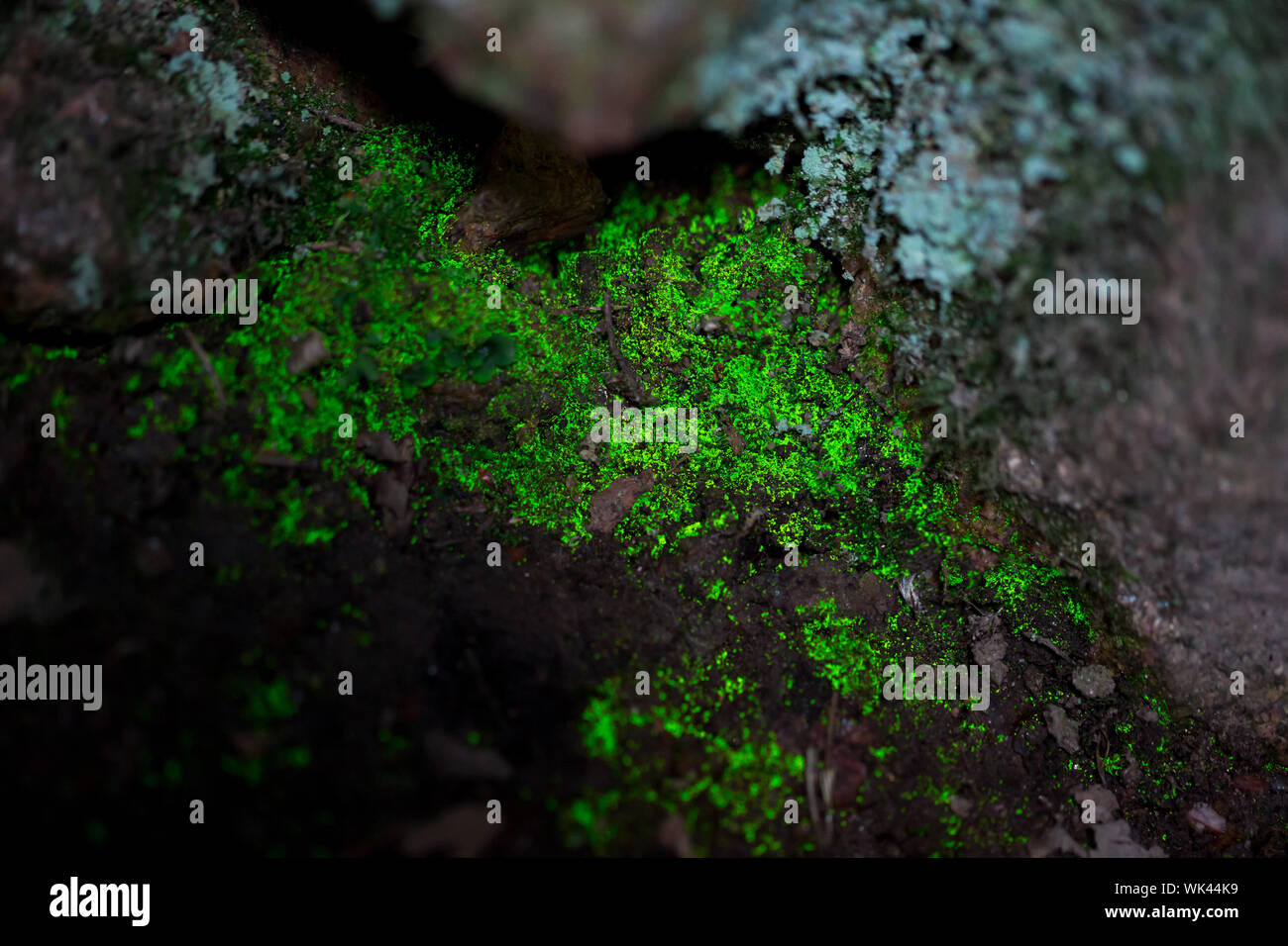 Goblin gold moss glowing in the dark Stock Photo - Alamy