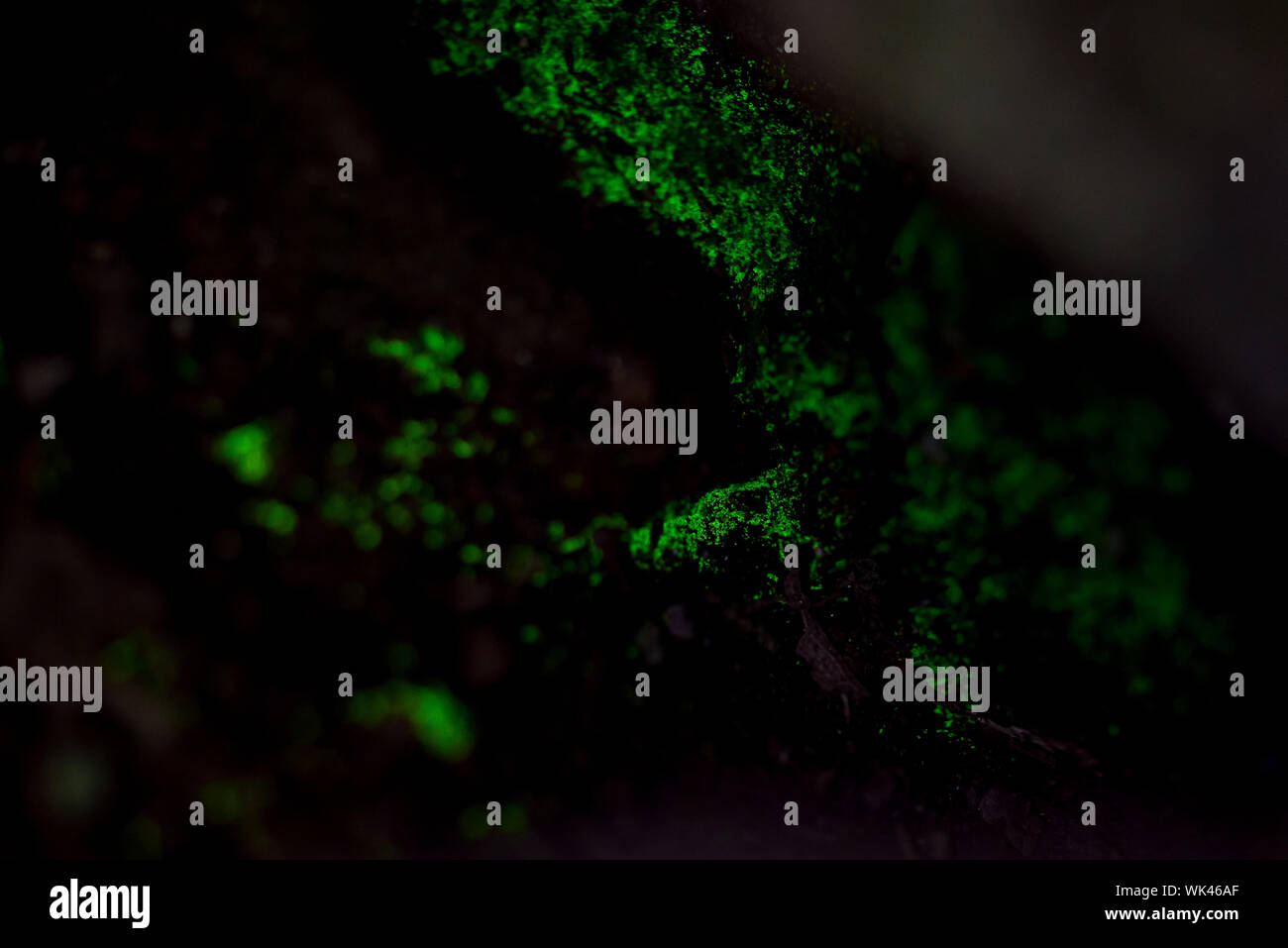 Goblin gold moss glowing in the dark Stock Photo - Alamy