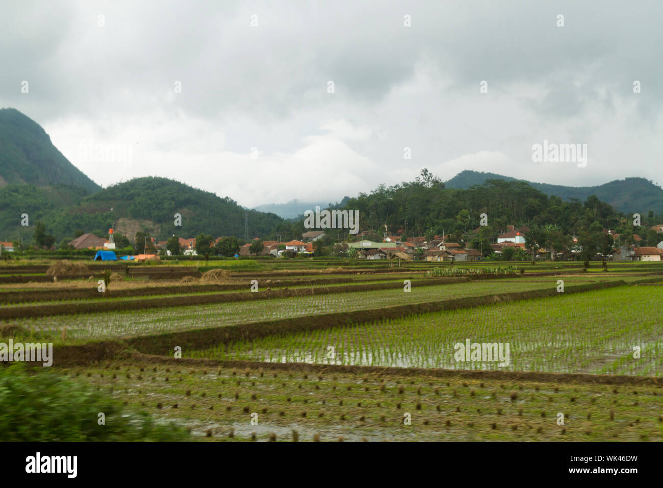 Young paddy in rows in paddy field terrace of Bandung, Jawa Stock Photo ...