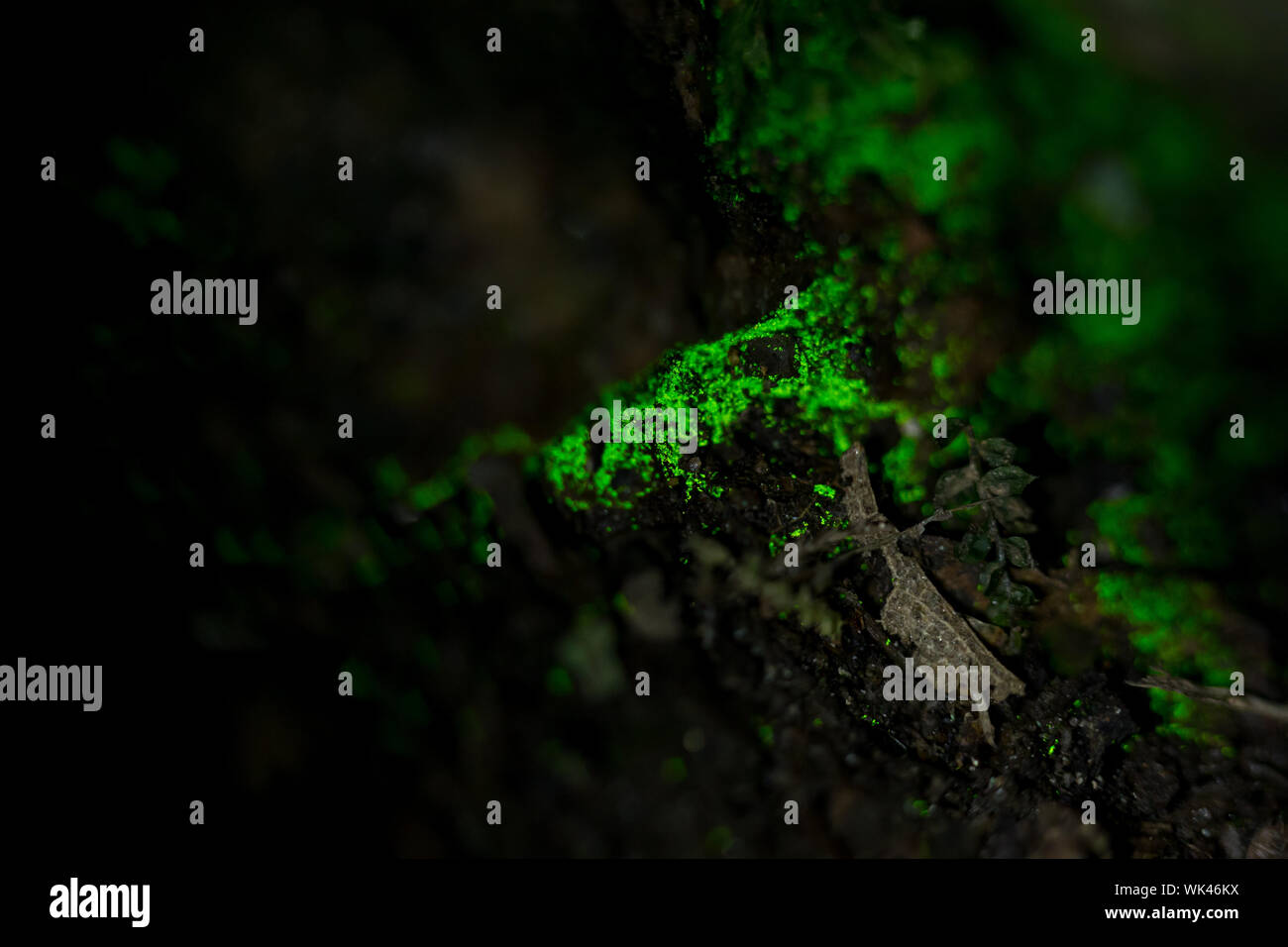 Goblin gold moss glowing in the dark Stock Photo - Alamy
