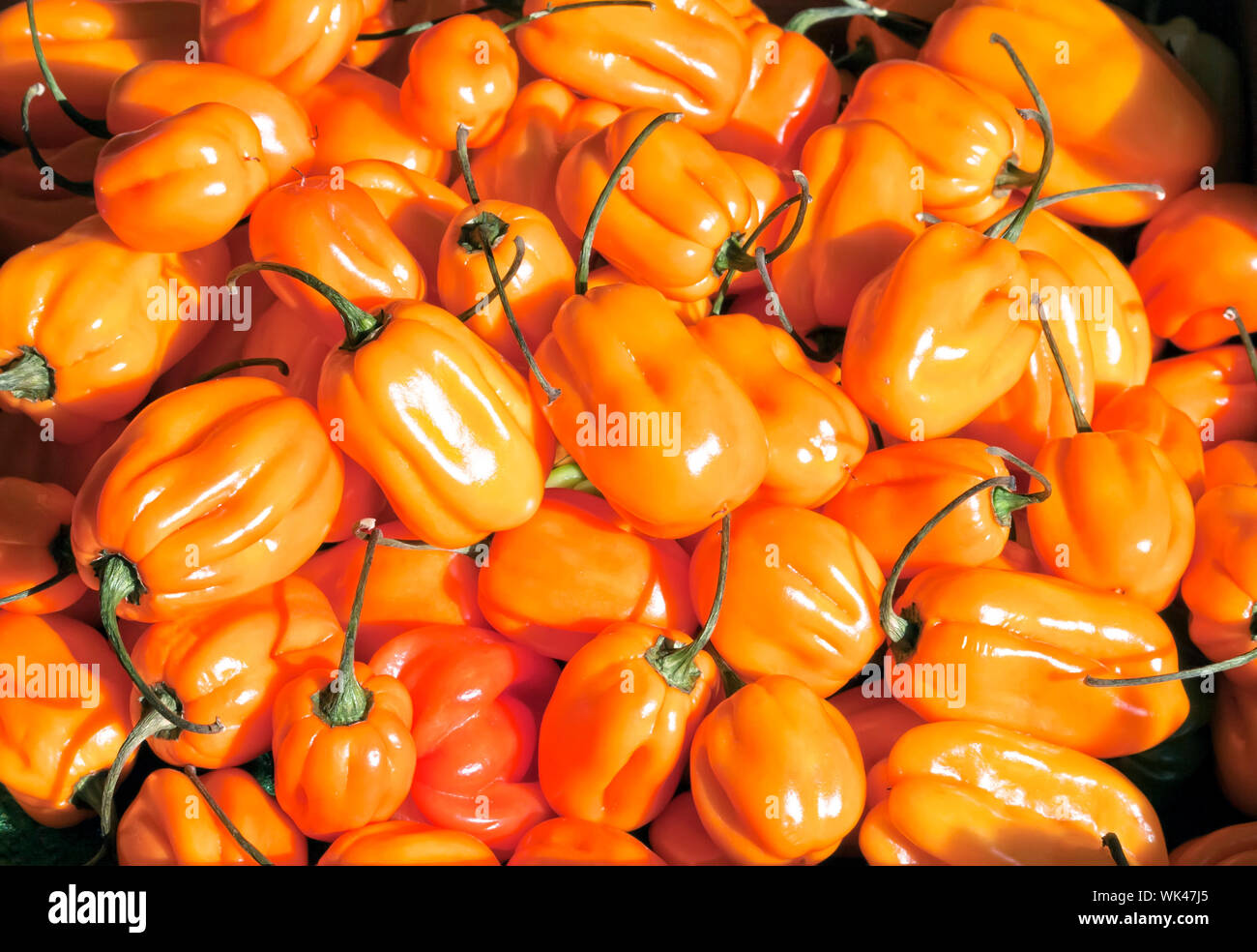 An image of a nice orange peperoni background Stock Photo - Alamy