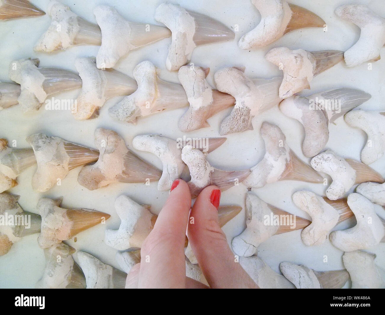 Shark collection hi-res stock photography and images - Alamy