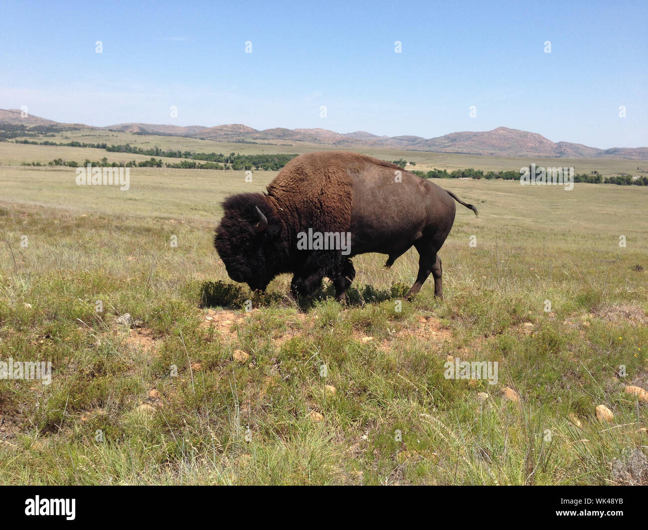 Side view male bison hi-res stock photography and images - Alamy