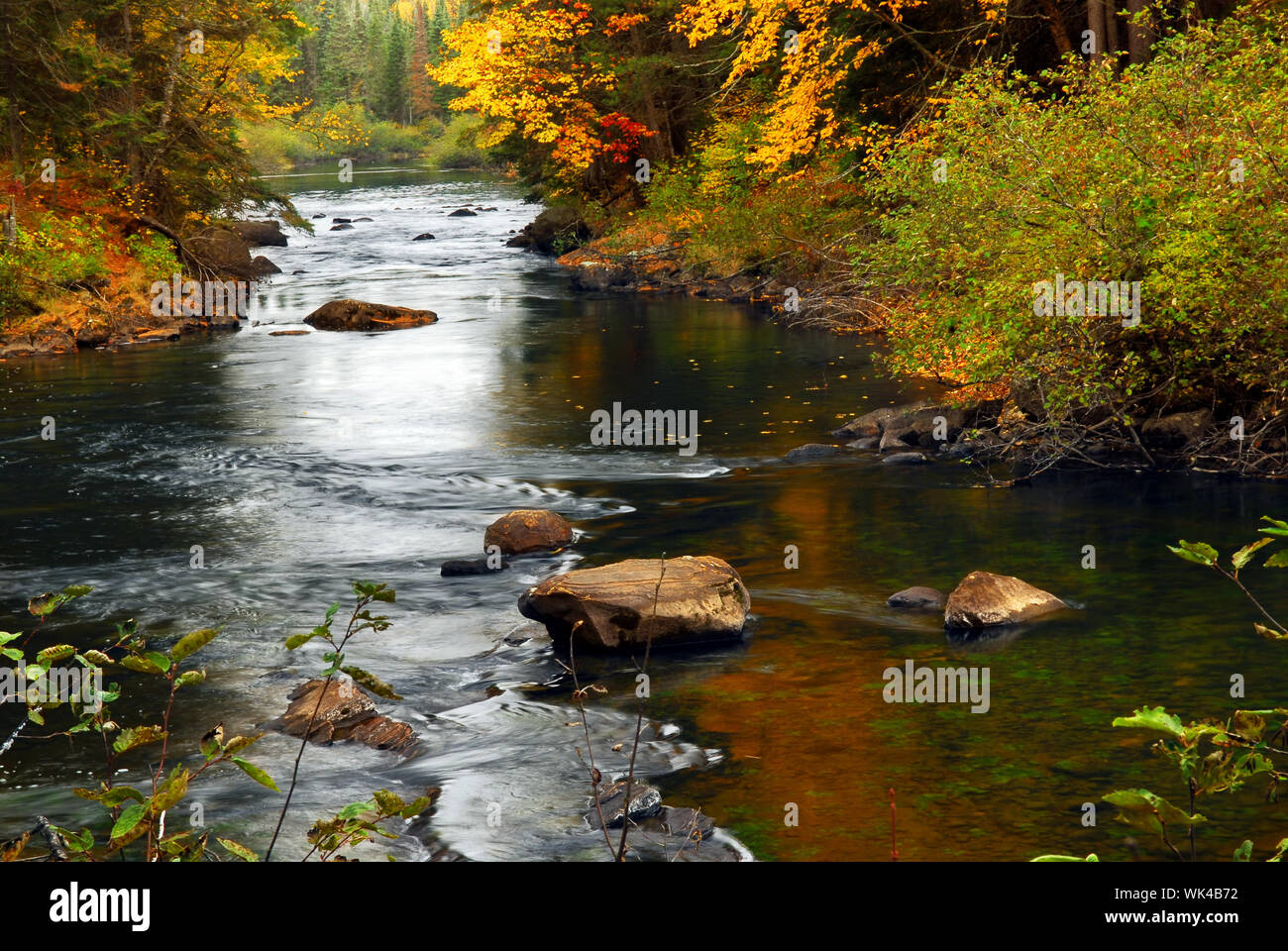 Forest river in the fall. Algonquin provincial park, Canada Stock Photo ...