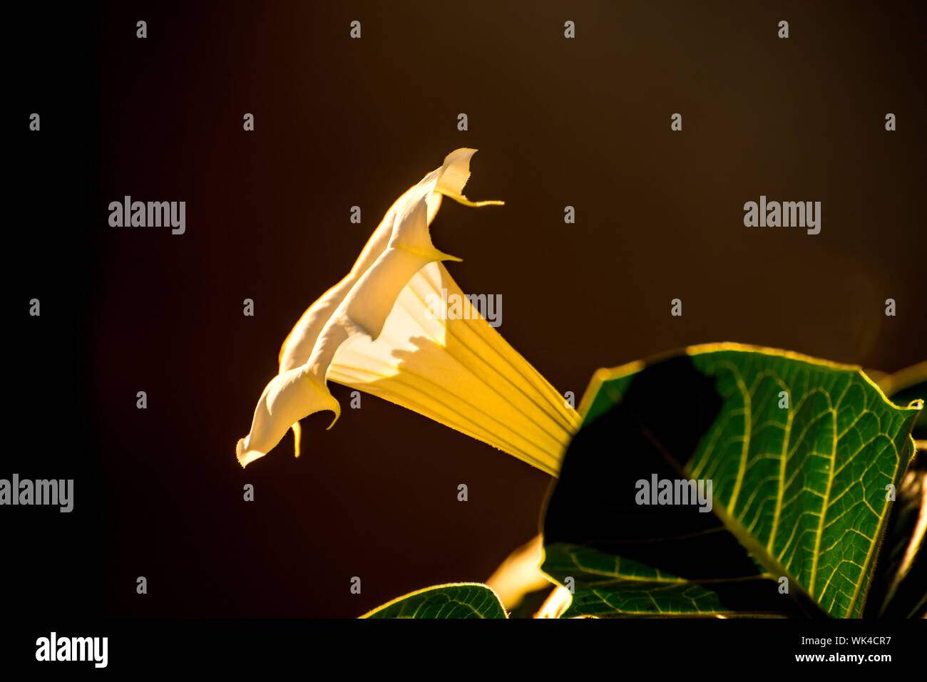 Datura stramonium, thorn-apple with flower Stock Photo - Alamy