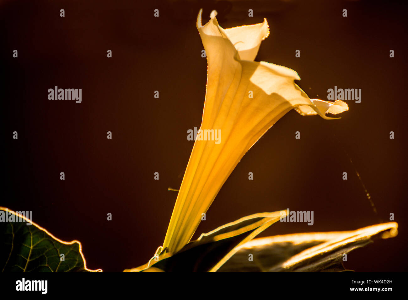 Datura stramonium, thorn-apple with flower Stock Photo - Alamy