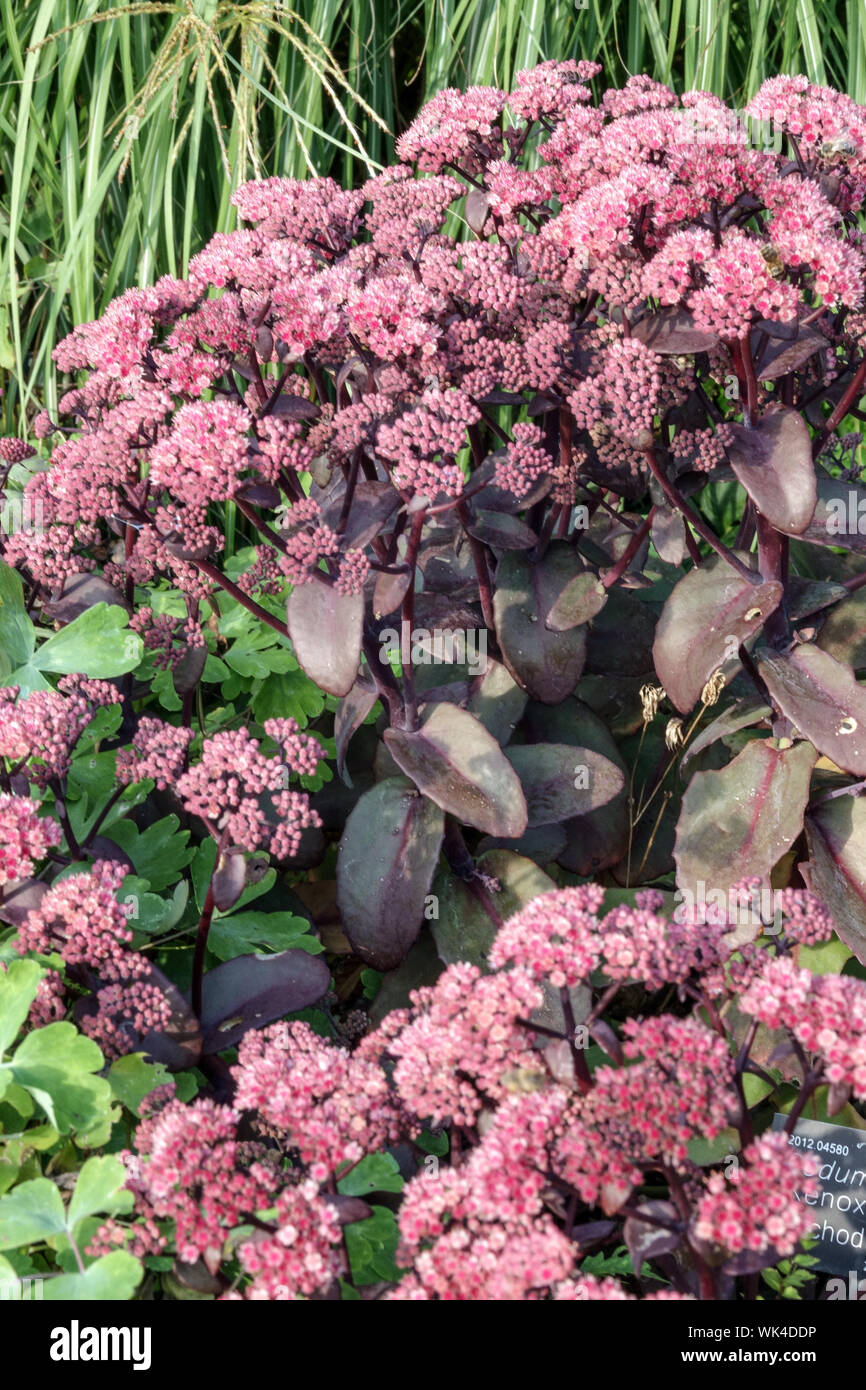 Stonecrop, Sedum Hylotelephium telephium "Karfunkelstein Stock Photo ...