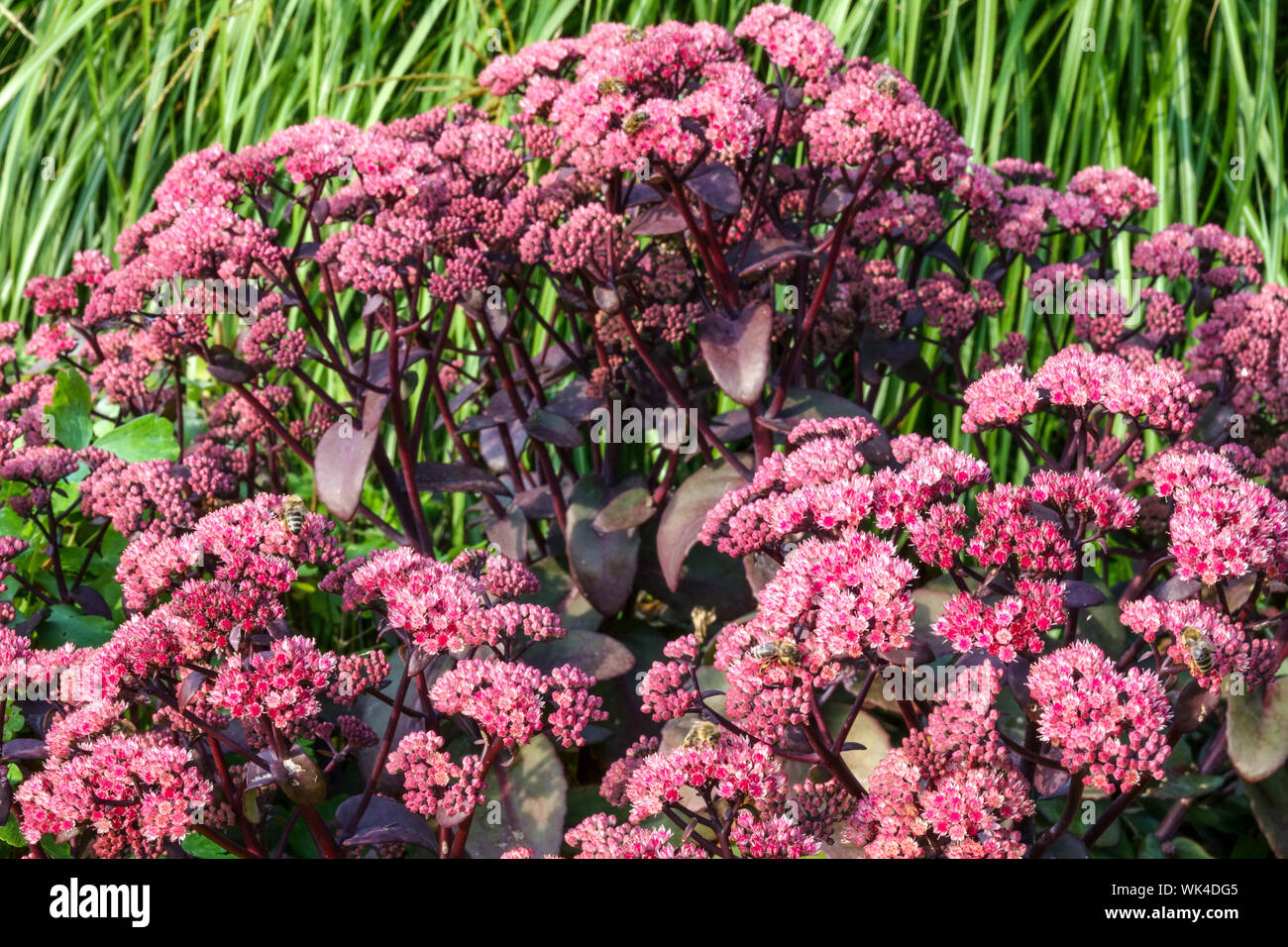 Stonecrop, Sedum "Karfunkelstein", Hylotelephium telephium Stonecrops ...