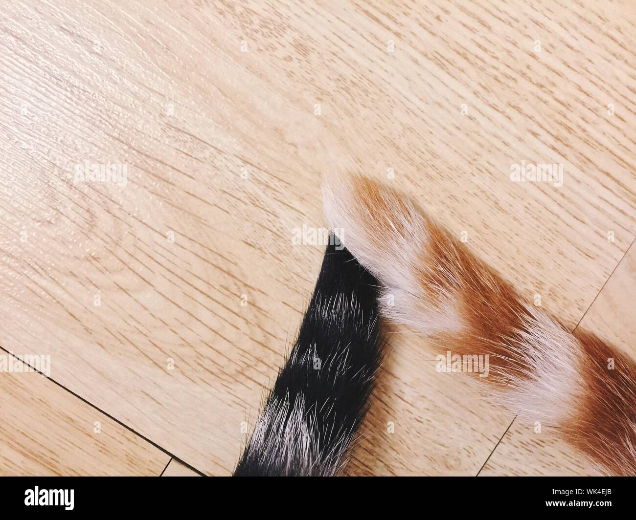 Two cat tails hi-res stock photography and images - Alamy