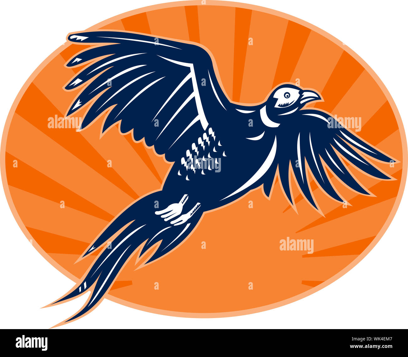 illustration of a Pheasant bird flying up with sunburst in the ...