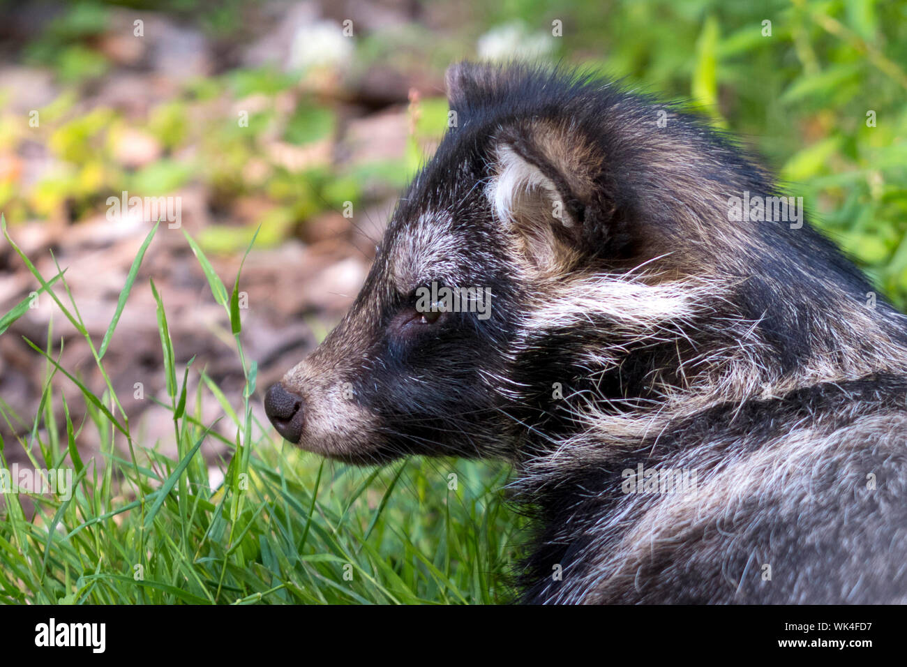 Nyctereutesprocyonoides hi-res stock photography and images - Alamy