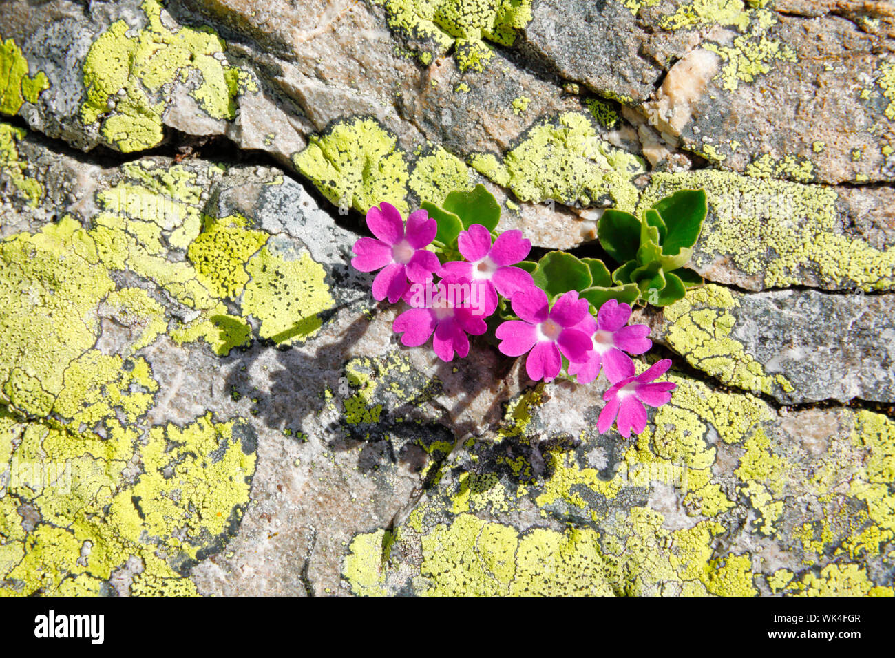 Hirsuta Primrose Primula High Resolution Stock Photography and Images ...
