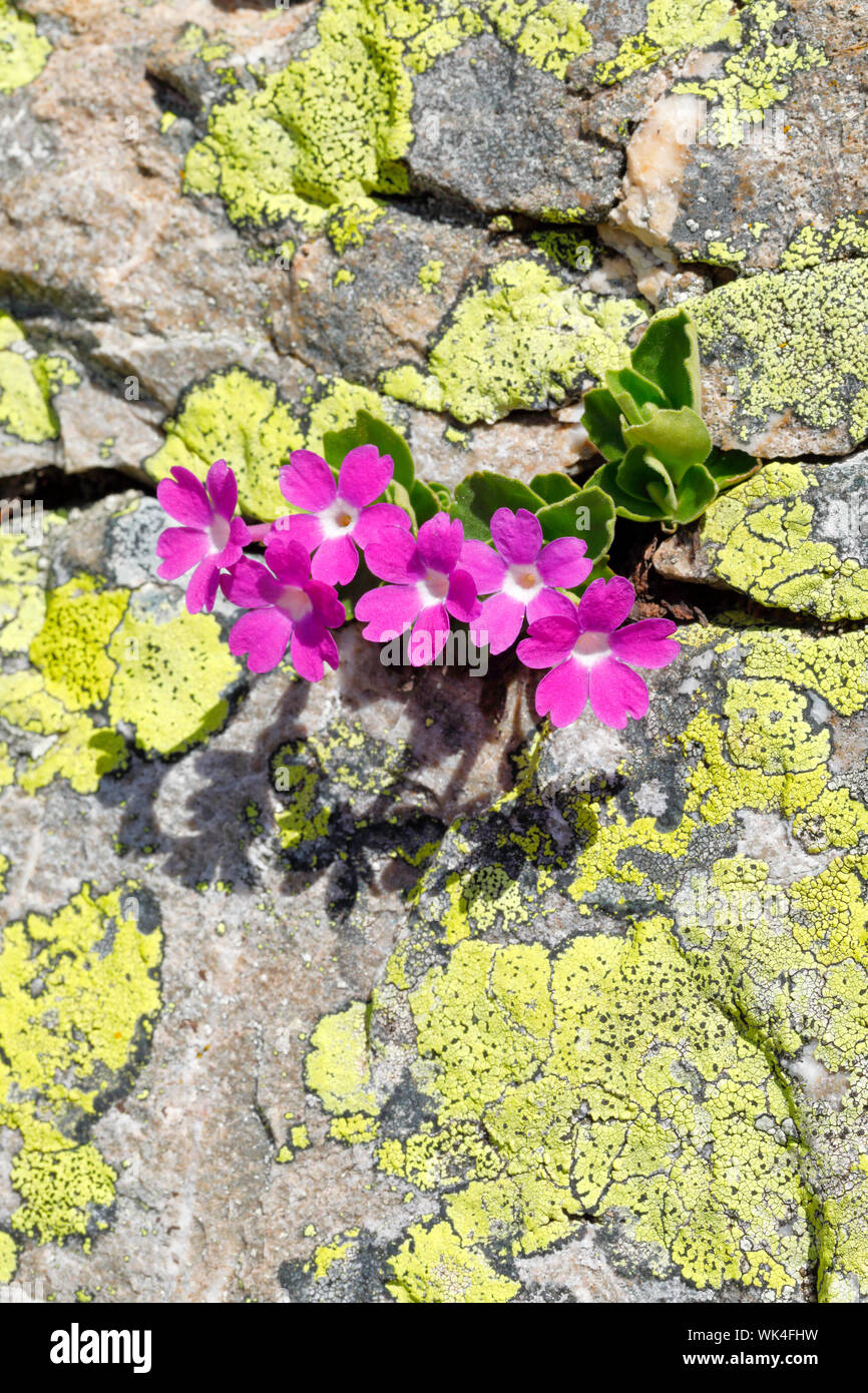 Behaarte Primel, Primula hirsuta Stock Photo - Alamy