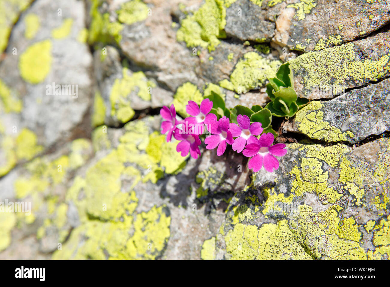 Behaarte Primel, Primula hirsuta Stock Photo - Alamy