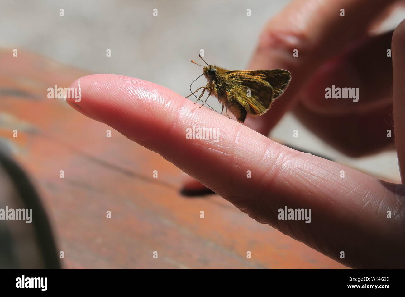 Person holding moth hi-res stock photography and images - Alamy