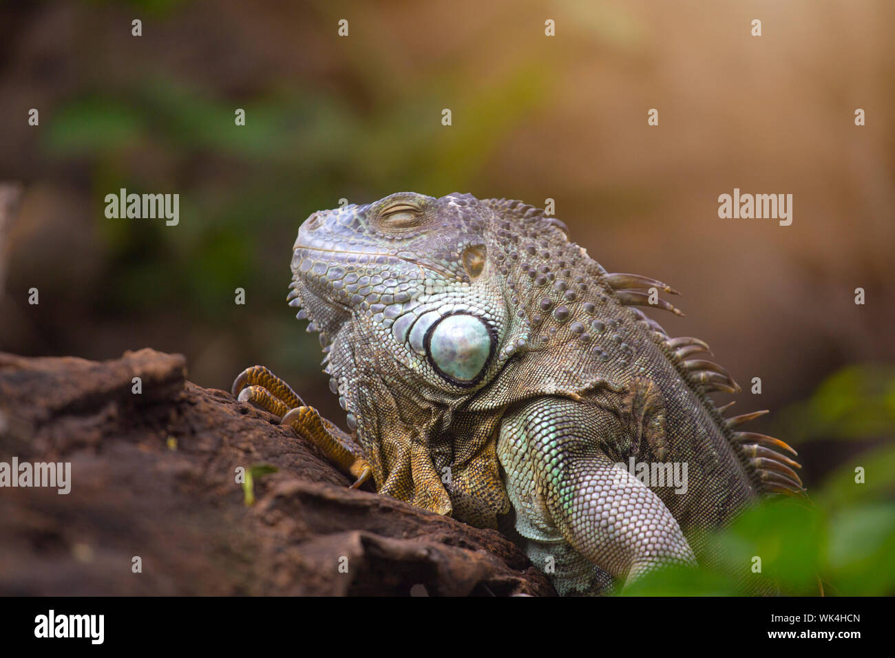 Large tree lizards of the Iguan family in nature Stock Photo - Alamy