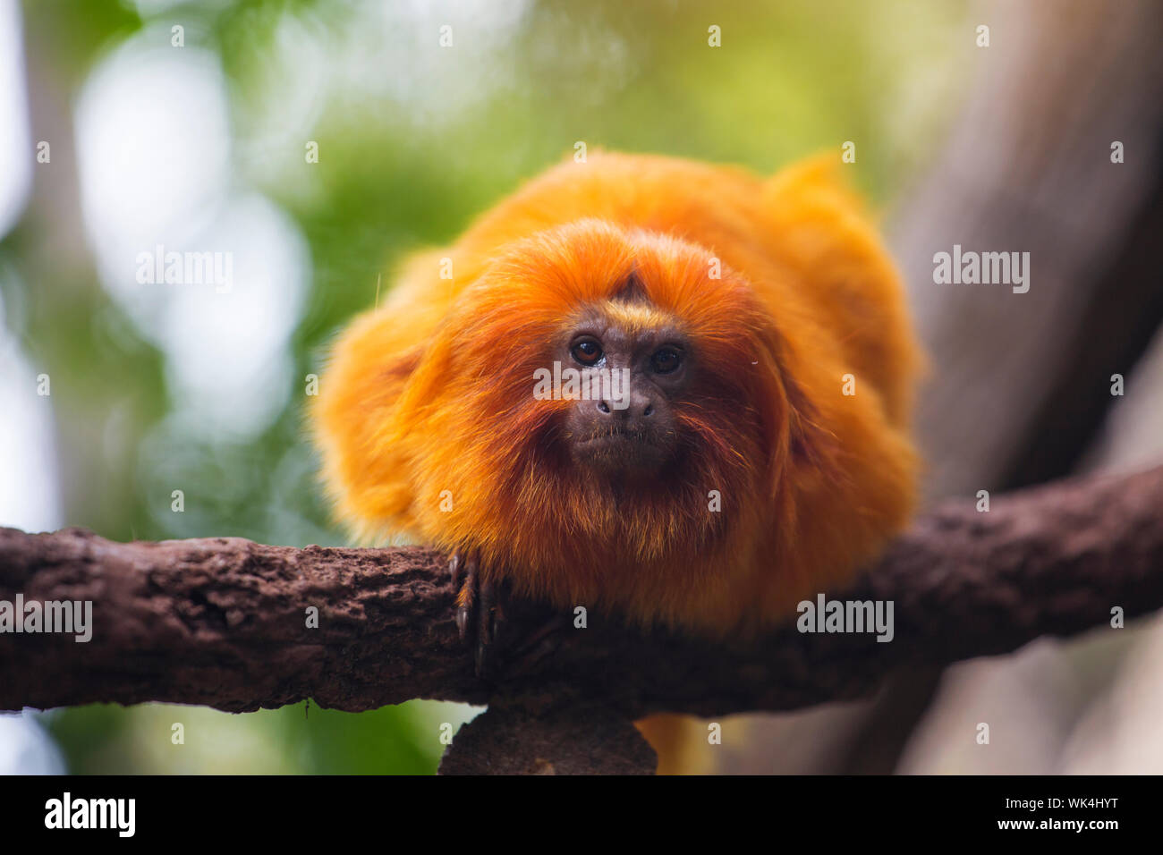 Golden Lion Tamarin Monkey Stock Photo - Alamy