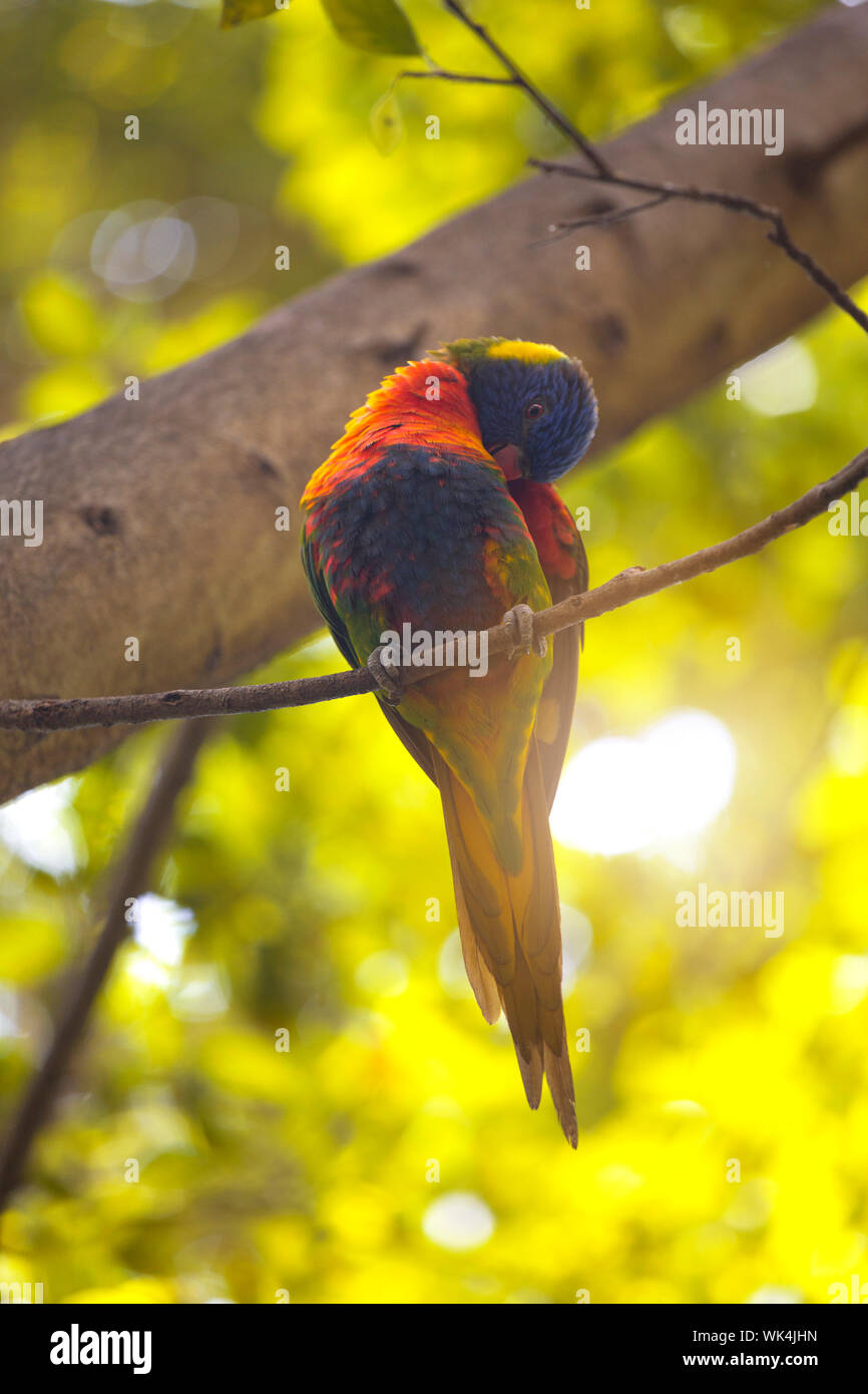 A multi-colored parrot on a tree. Bird Stock Photo - Alamy