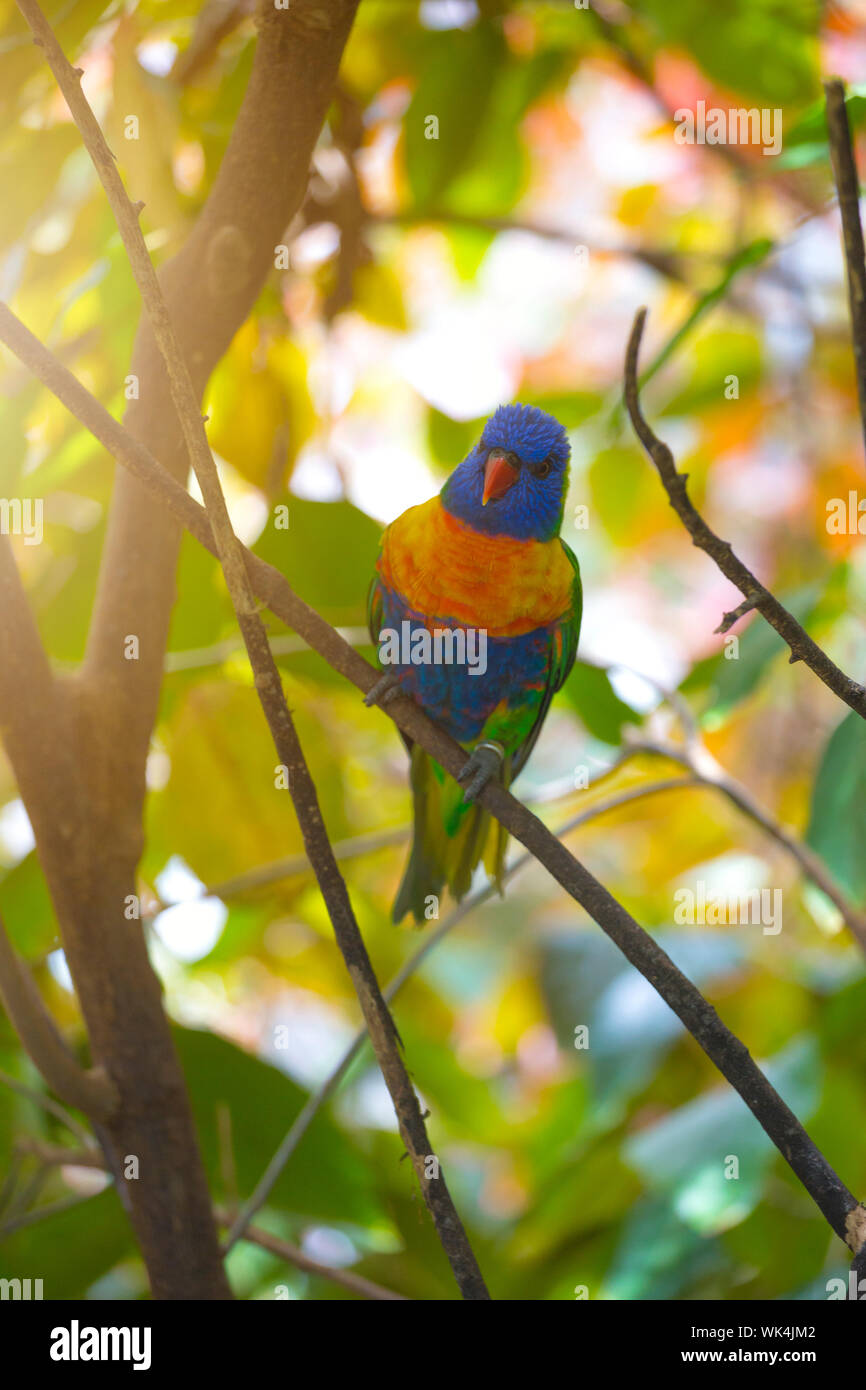 Colored parrot hi-res stock photography and images - Alamy