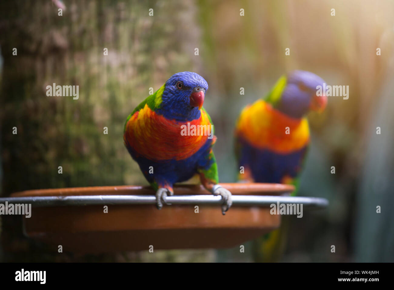 A multi-colored parrot on a tree. Bird Stock Photo - Alamy