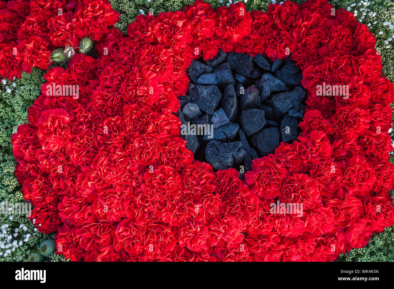 Abstract poppy made of red carnations and black coal. Flowers ...