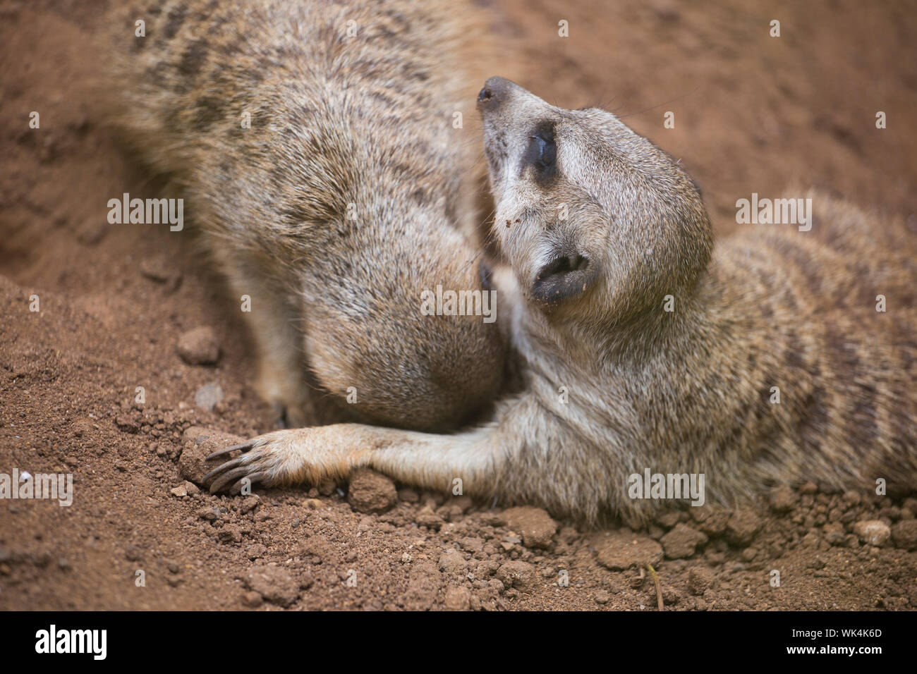 Suricata suricatta running hi-res stock photography and images - Alamy