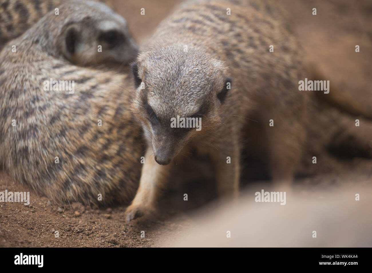 Meerkat running hi-res stock photography and images - Alamy