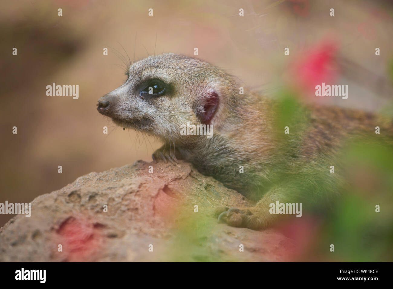 meerkats running on the ground Stock Photo - Alamy