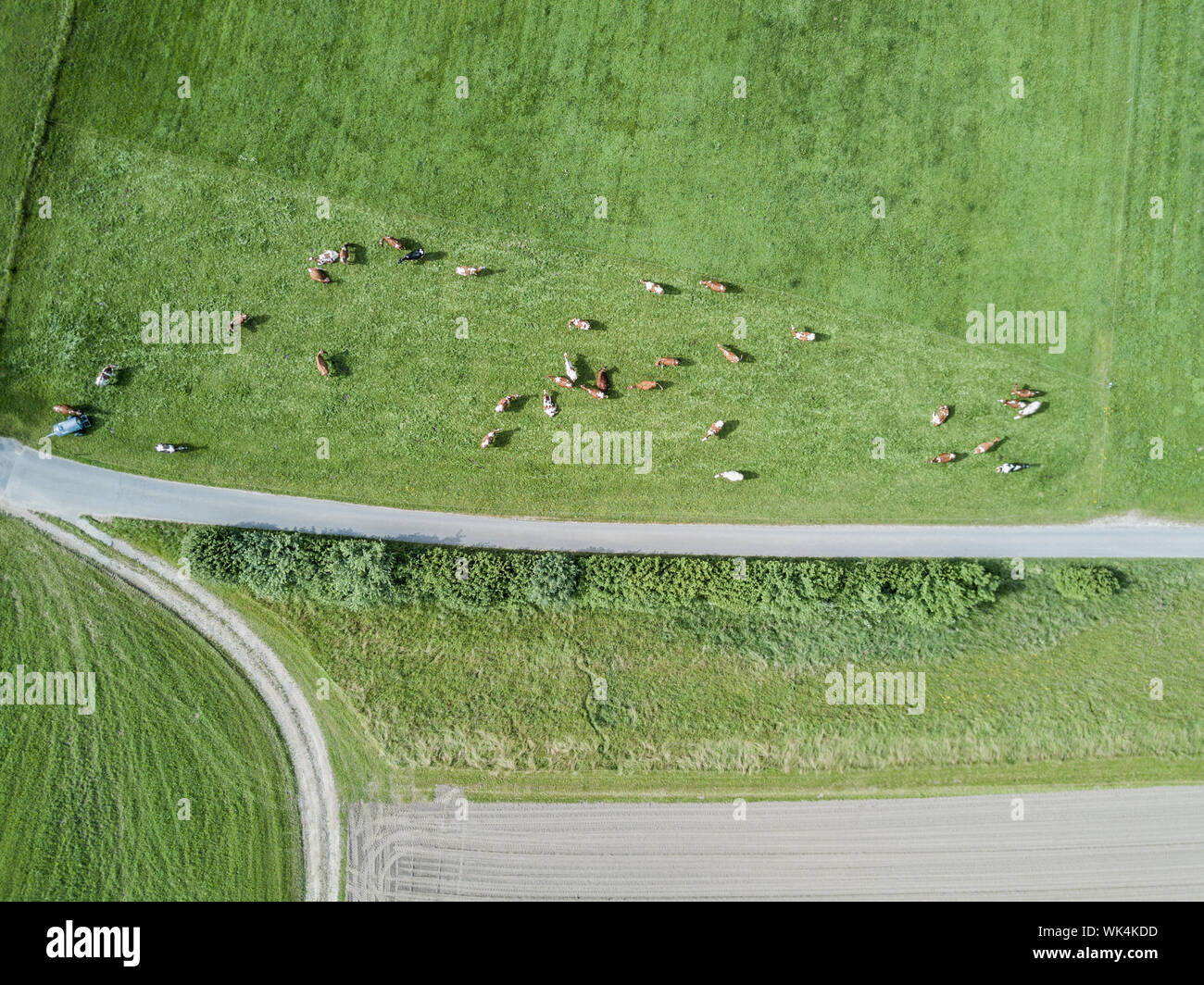 Cow switzerland aerial hi-res stock photography and images - Alamy