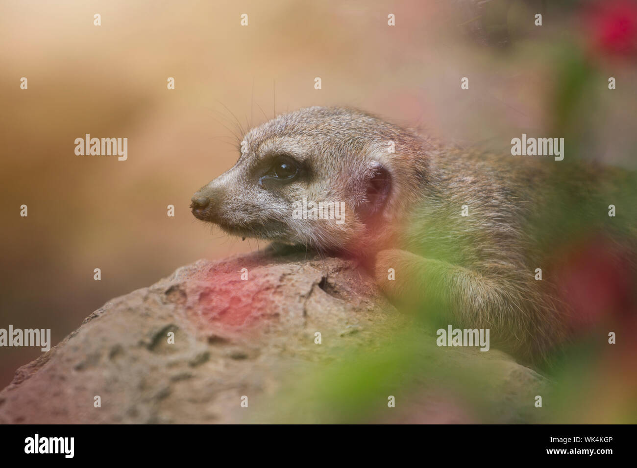 Suricata suricatta running hi-res stock photography and images - Alamy