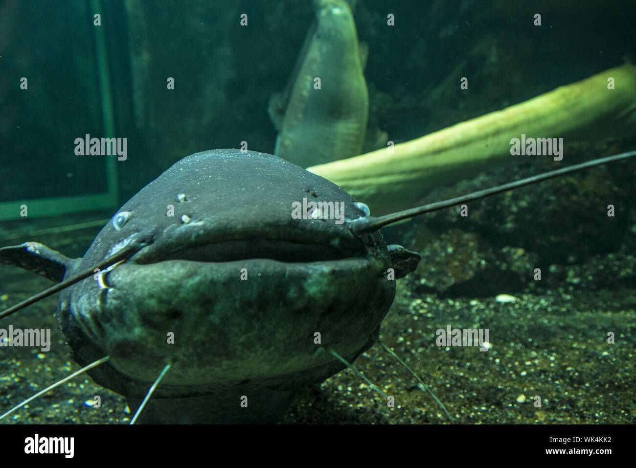 Catfish aquarium hi-res stock photography and images - Alamy
