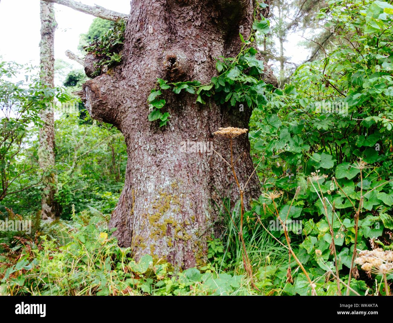 Magical shot big tree hi-res stock photography and images - Alamy