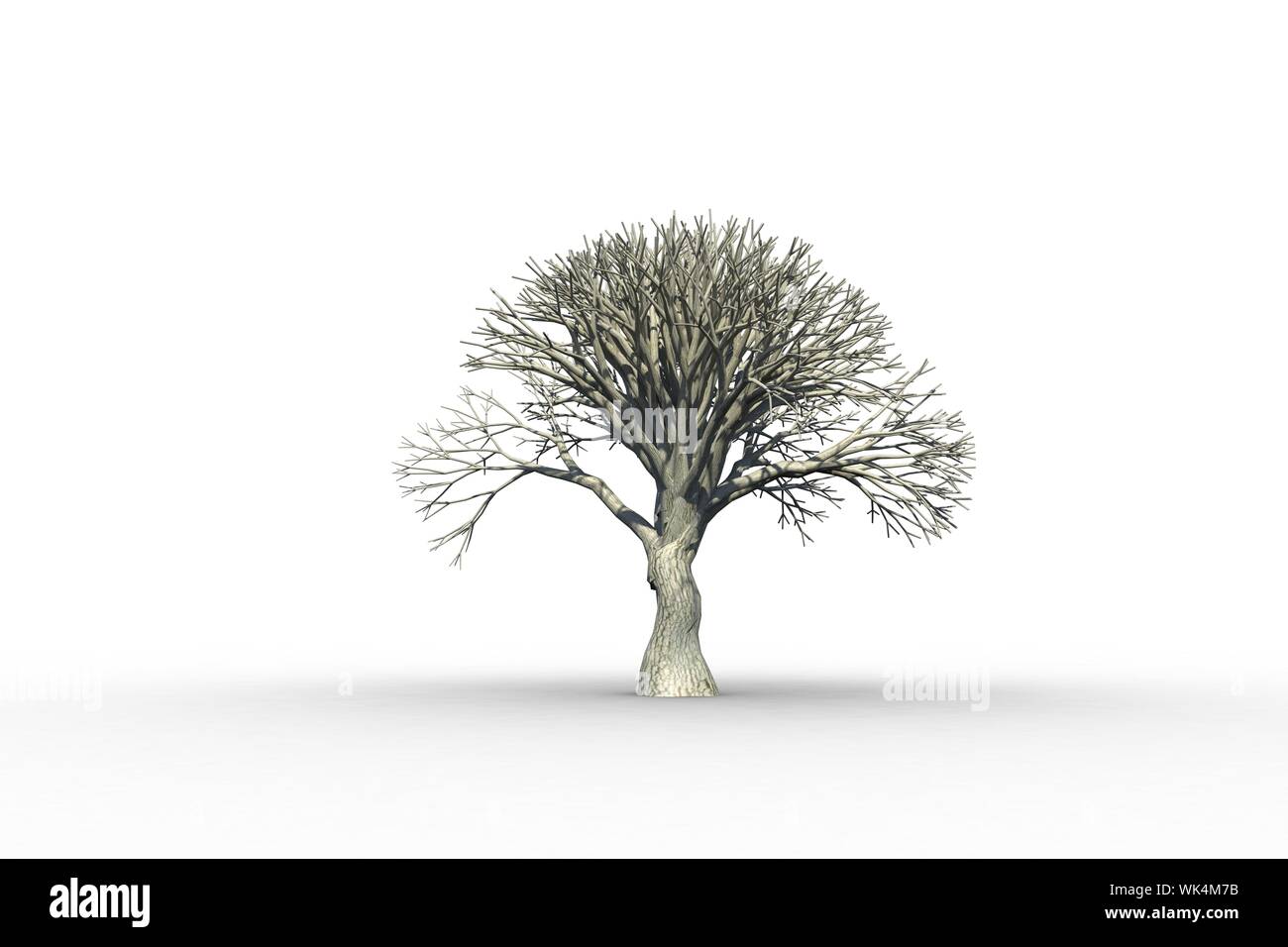 Dead tree with no leaves on white background Stock Photo - Alamy