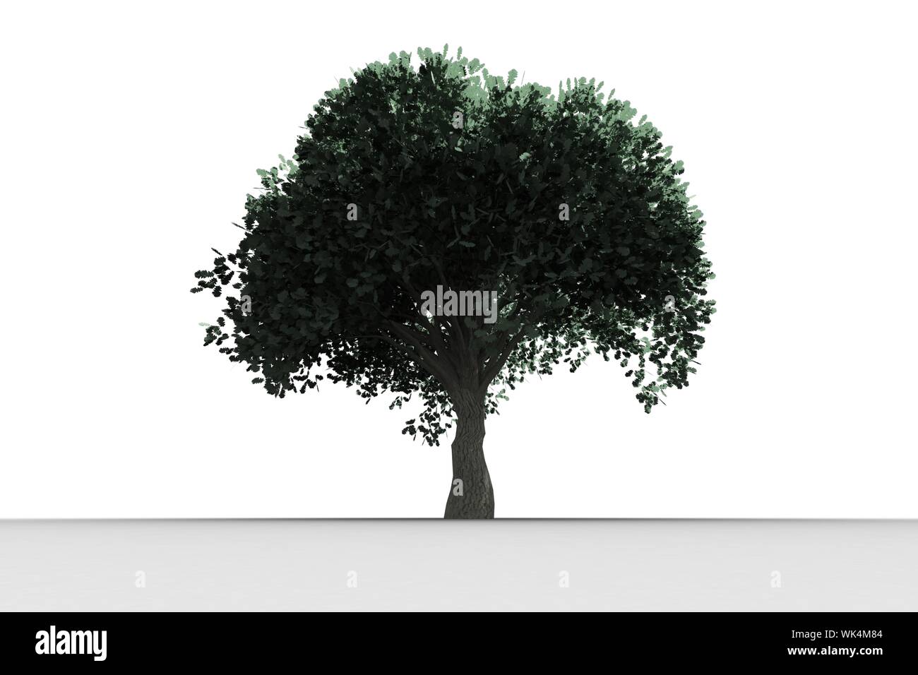 Tree with green leaves growing on white background Stock Photo - Alamy